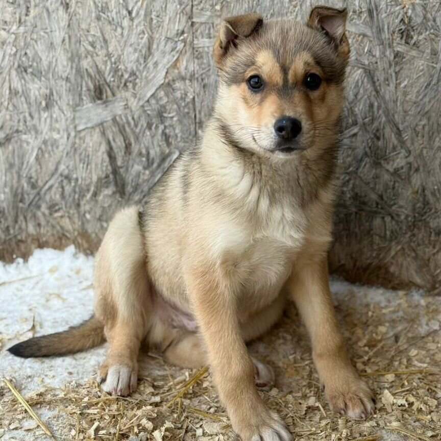 Щенок в добрые руки