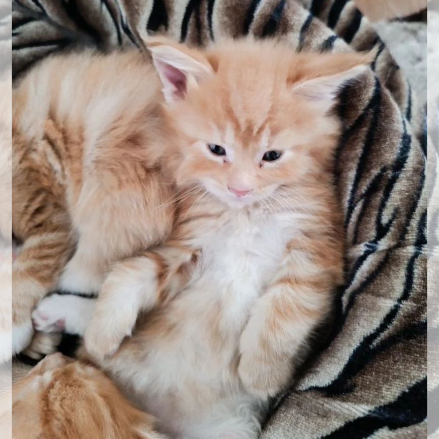 Мейн-кун котёнок