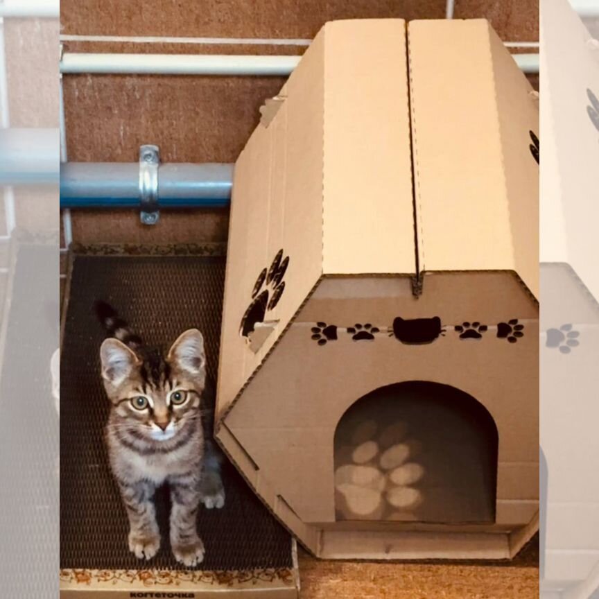 Красивый котенок в дар