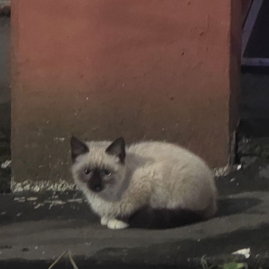 Пропадает тайский котёнок