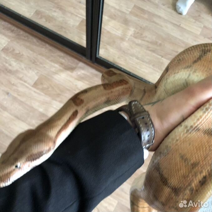 Удав(boa constrictor)