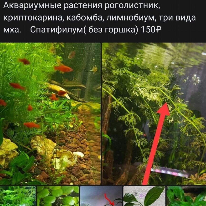 Продам аквариумных рыбок и растения