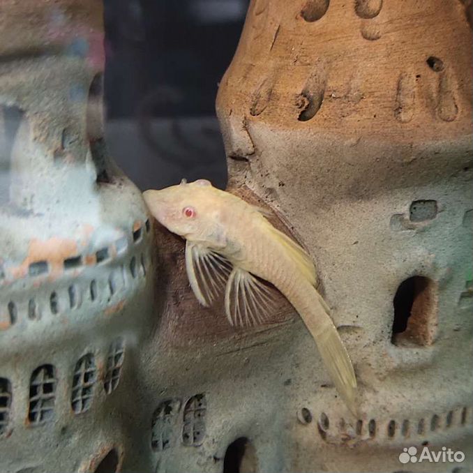 Продам сомиков анцитрус