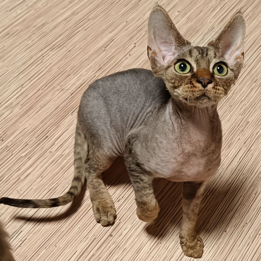 Девон-рекс котёнок