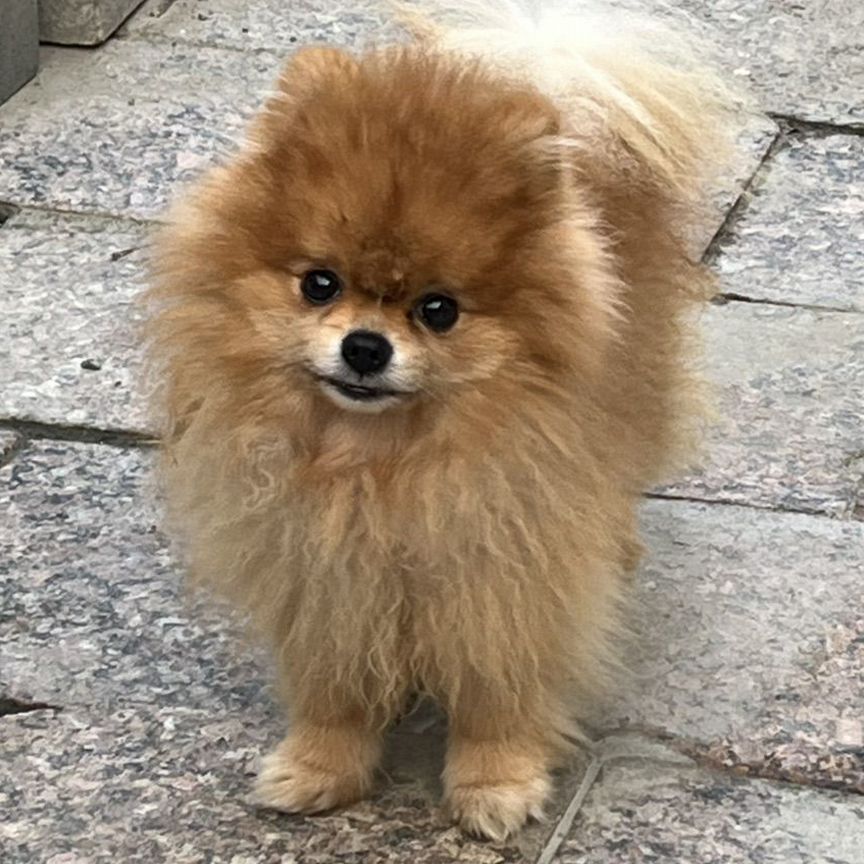 Померанский шпиц, взрослый пёс