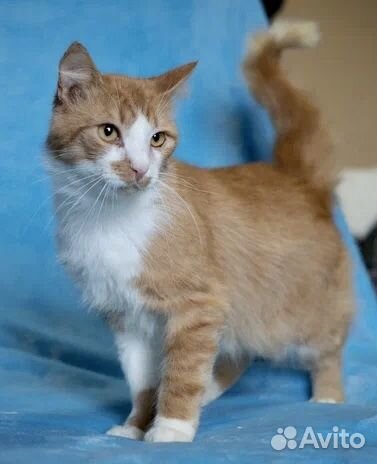 Кот в добрые руки