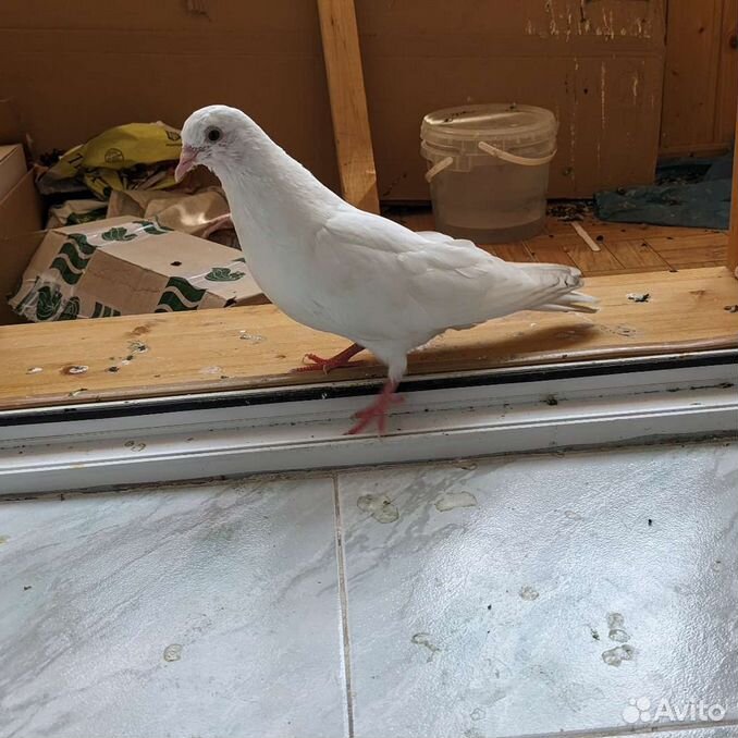 Голубь белый домашний