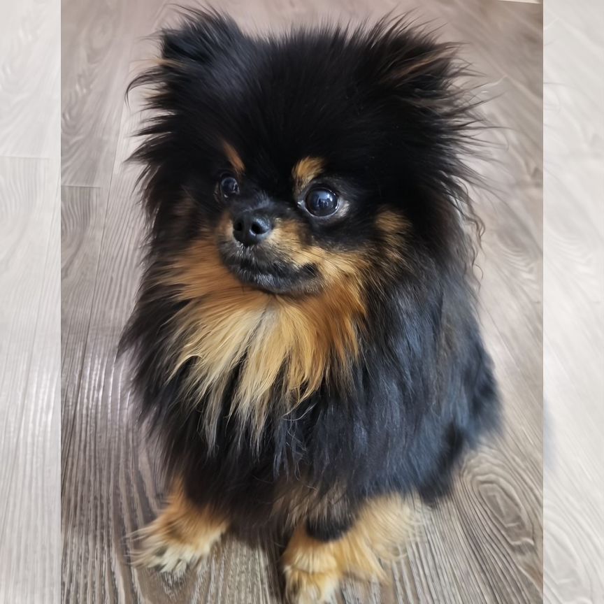 Померанский шпиц, взрослая собака