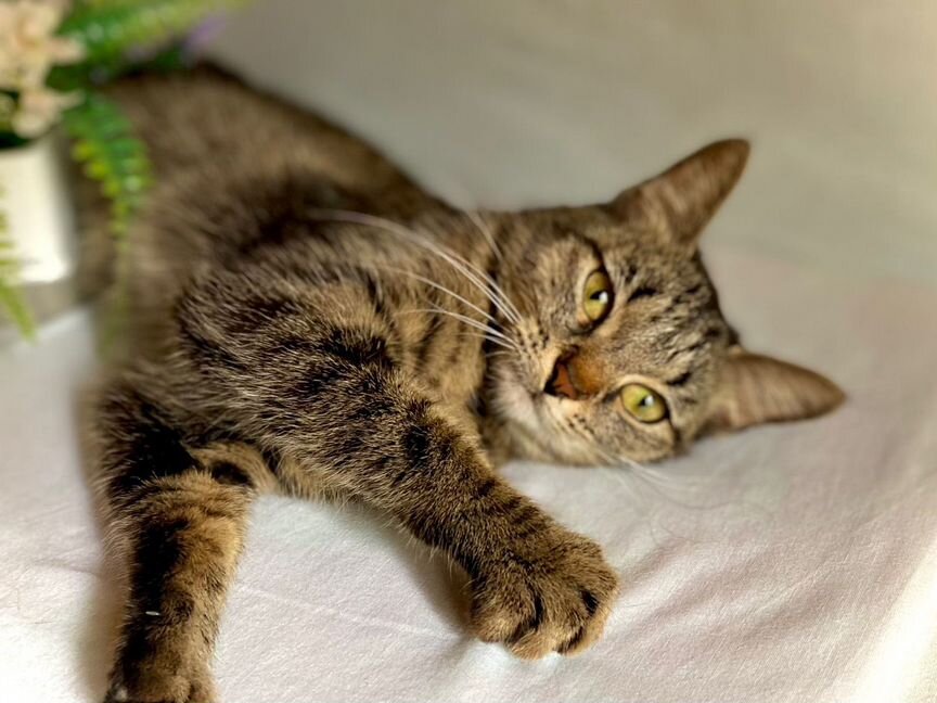 Кошечка ласкушка