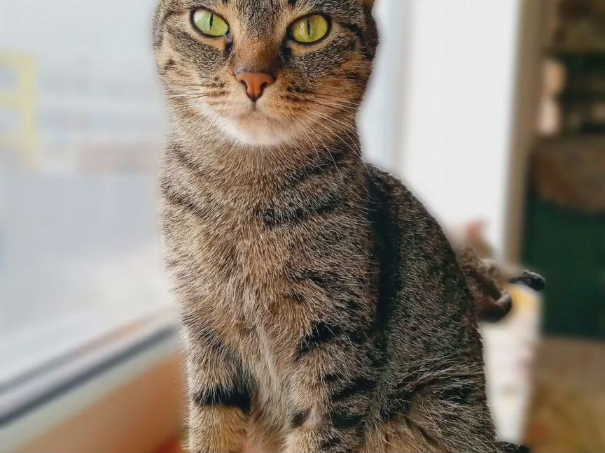 Миниатюрная кошечка в поиске доброй семьи