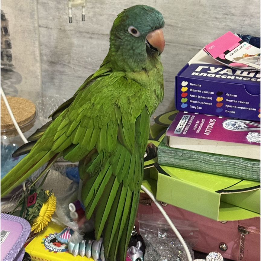 Попугай Аратинга