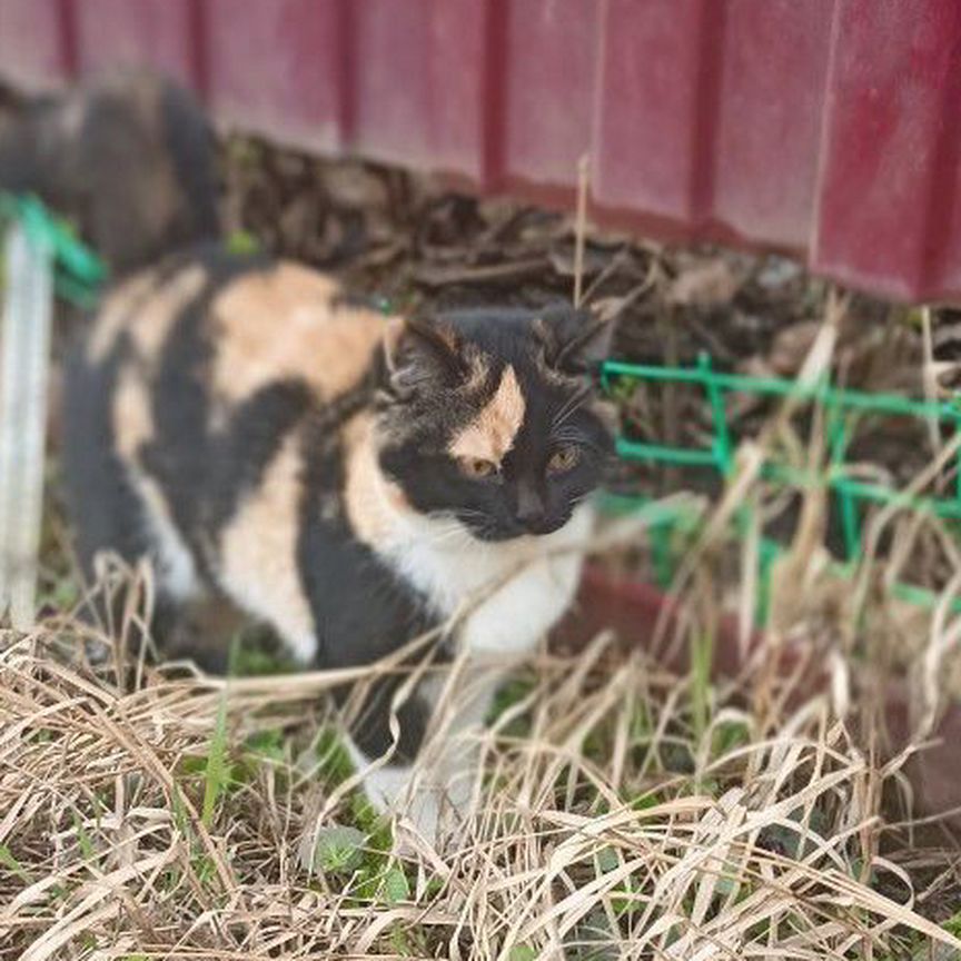 Нашли кошку