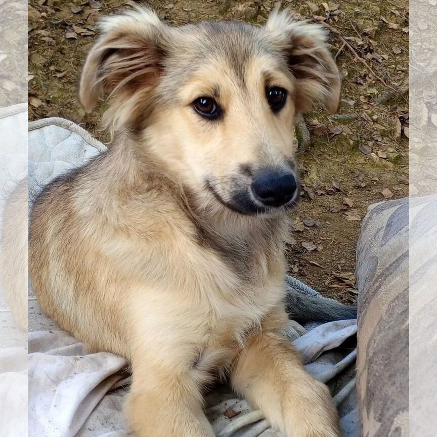 Щенок для охраны