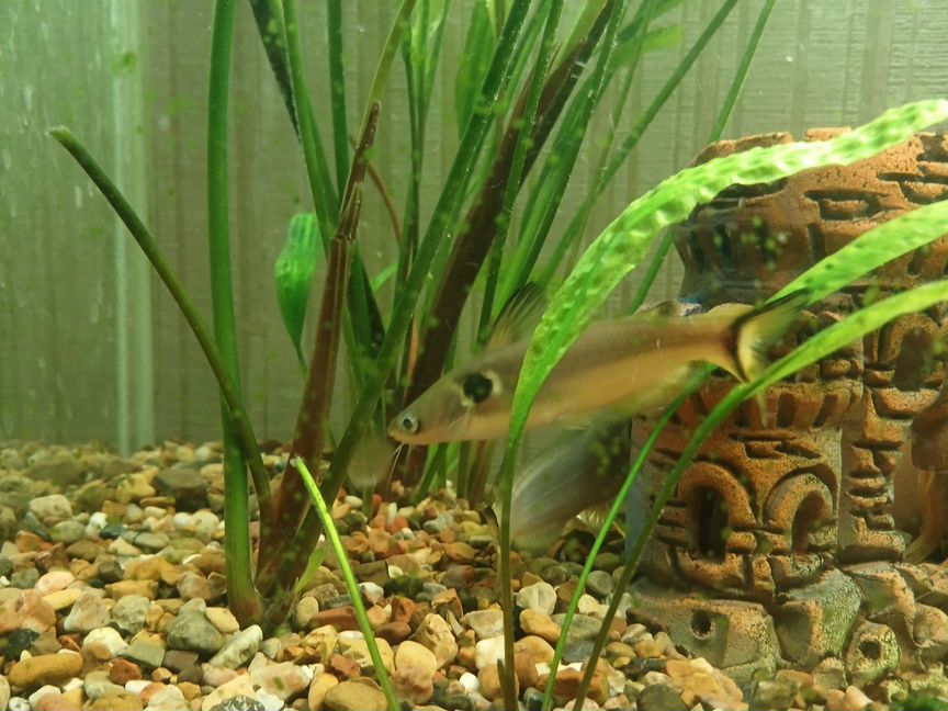 Аквариумные сомы Павлиний глаз