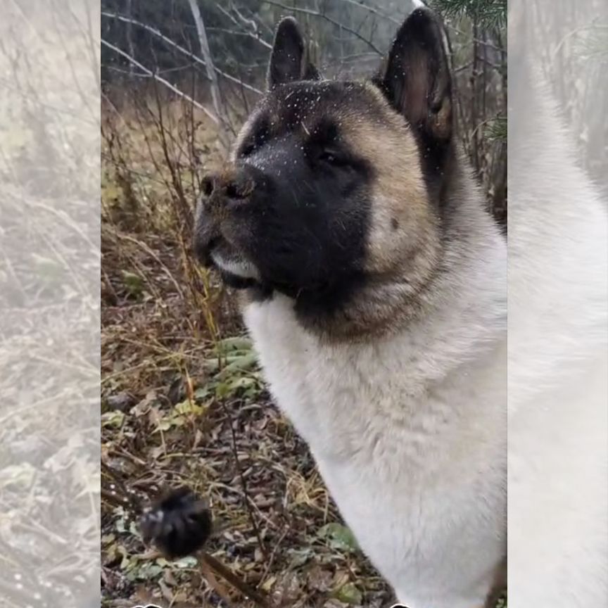 Американская акита, щенок