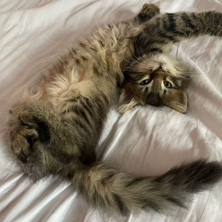 Котенок