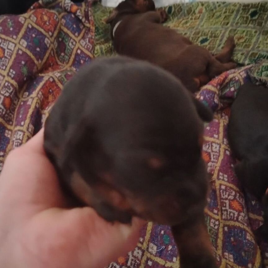 Доберман, щенок