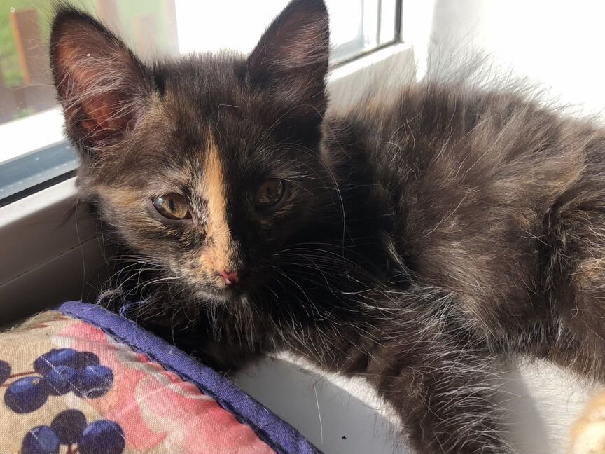 Кошка Шанти