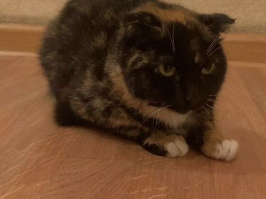 Стелла ищет дом