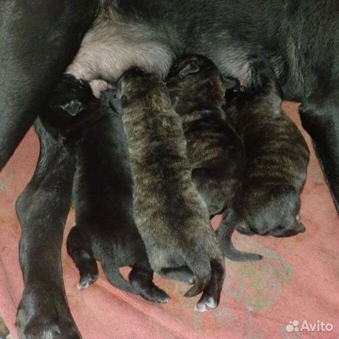 Щенки Кане Корсо алиментные
