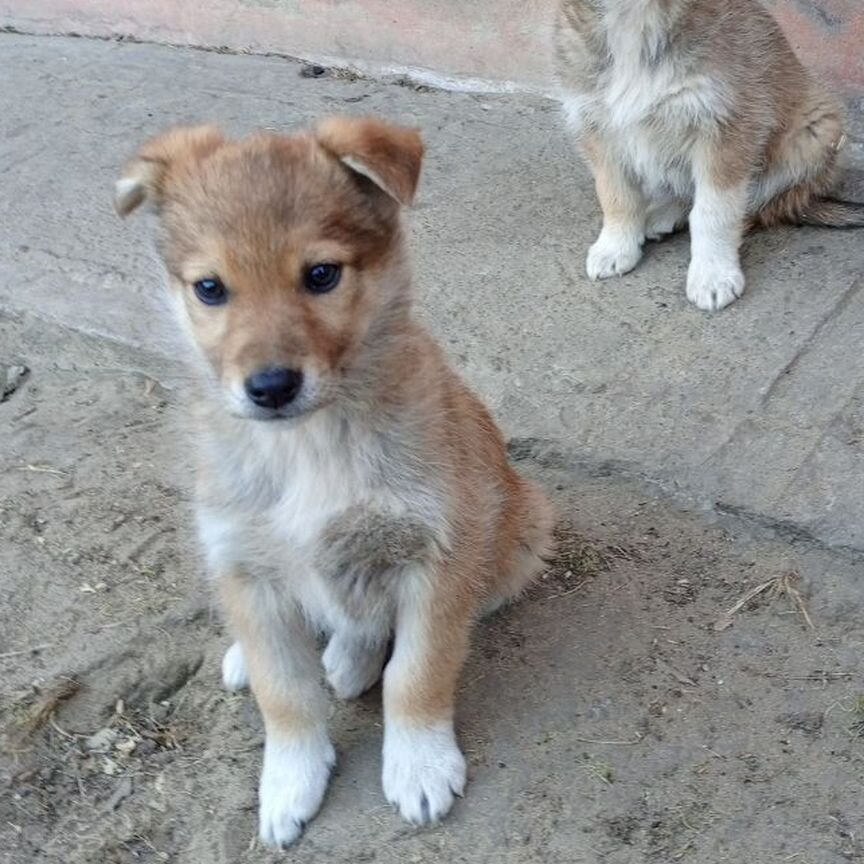 Щенок в добрые руки