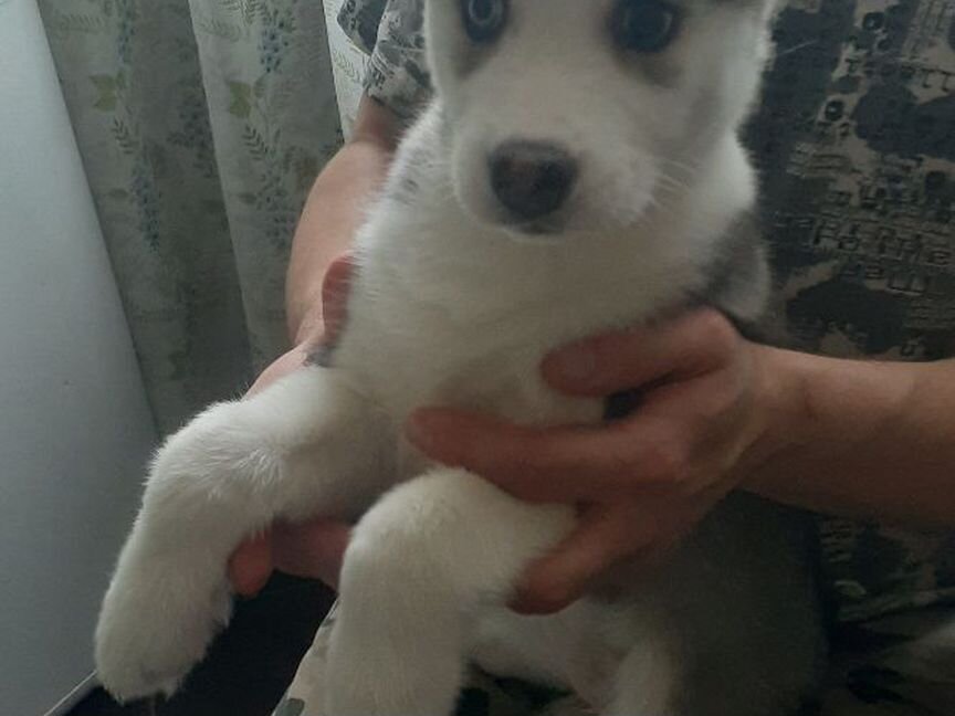 Щенок хаски 1,5 мемяца отдам бесплатно г.Колпино