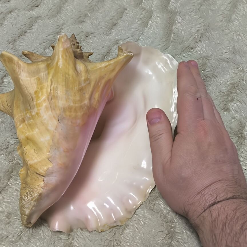 Морские ракушки раковины