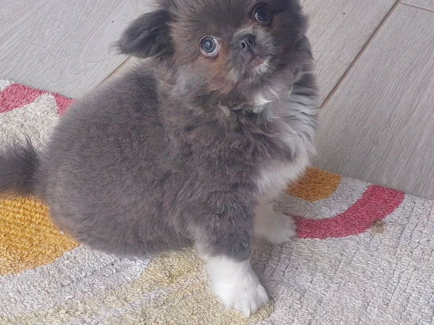 Щенки чихуахуа мальчик