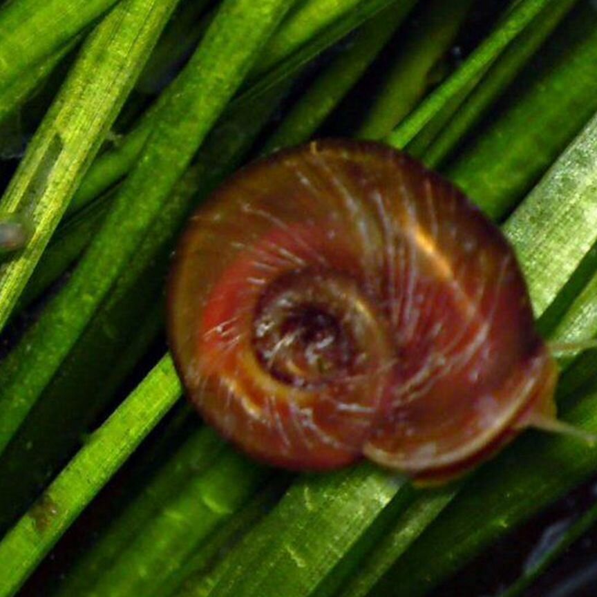 Улитки Катушки, Мелании