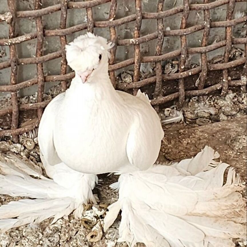 Голуби белые