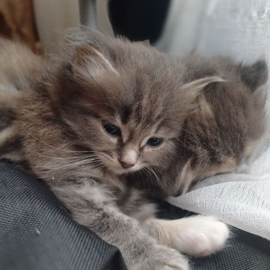 Отдам котят в др рые руки