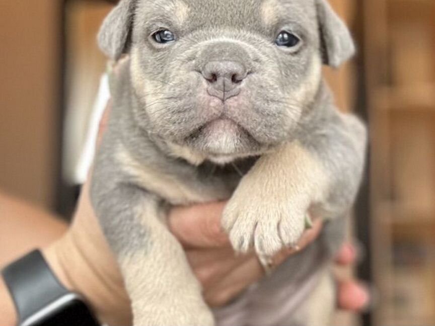 Американский булли детки