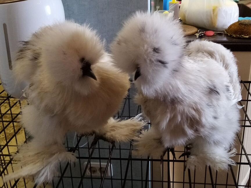 Китайская шелковая курица стандарт USA