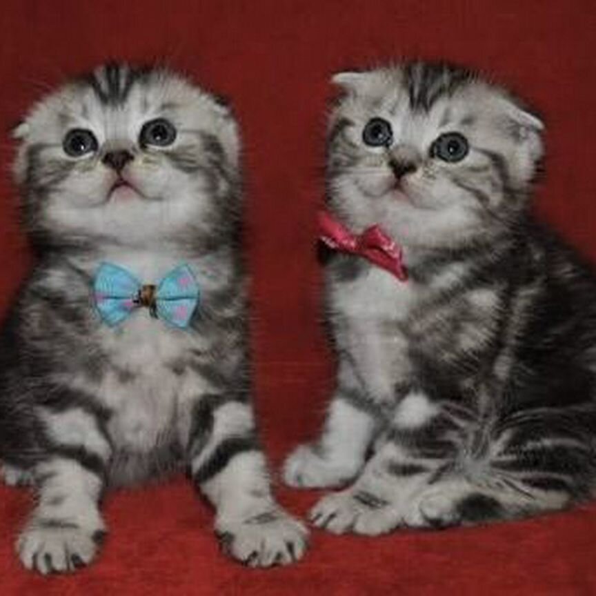 Шотландский вислоухий короткошёрстный котёнок
