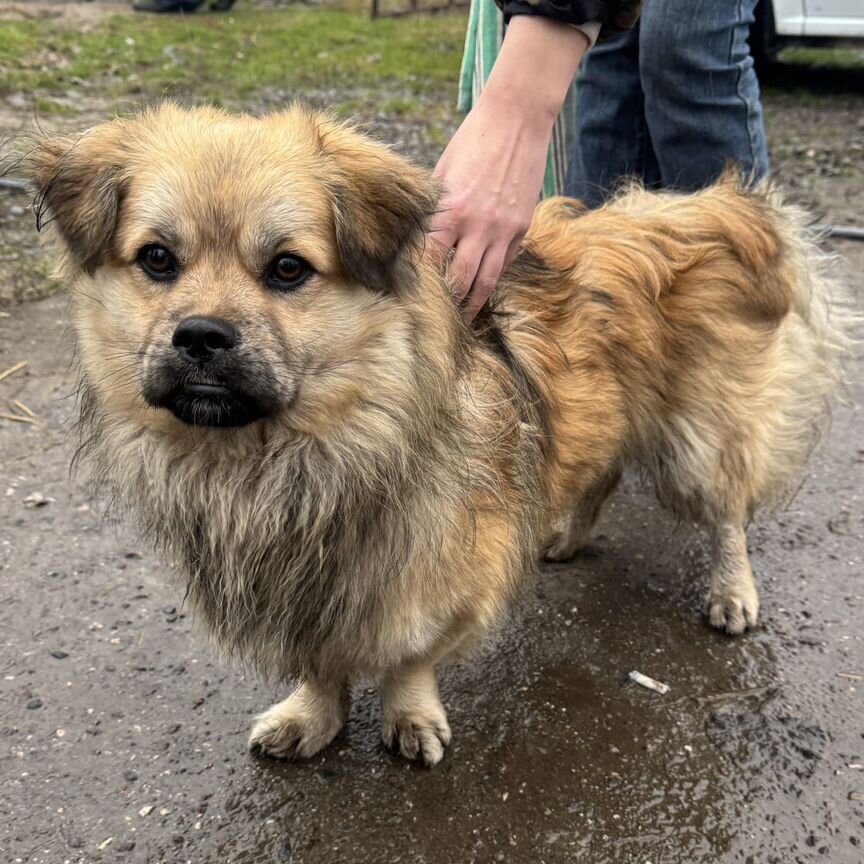 Взрослая собака в добрые руки