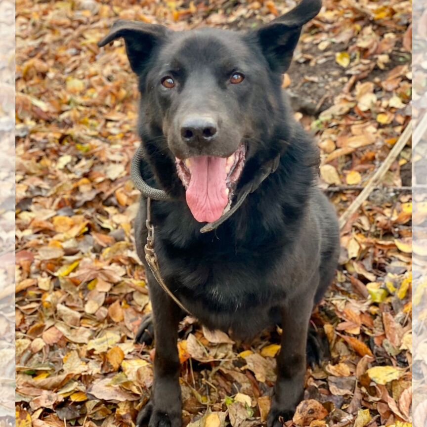 Взрослый пёс в добрые руки