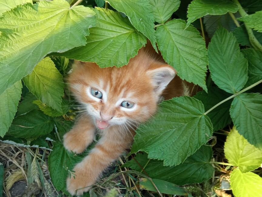 Котята в добрые руки 1 месяц