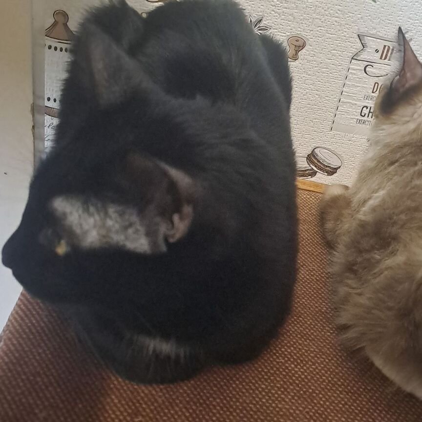 Взрослый кот в добрые руки