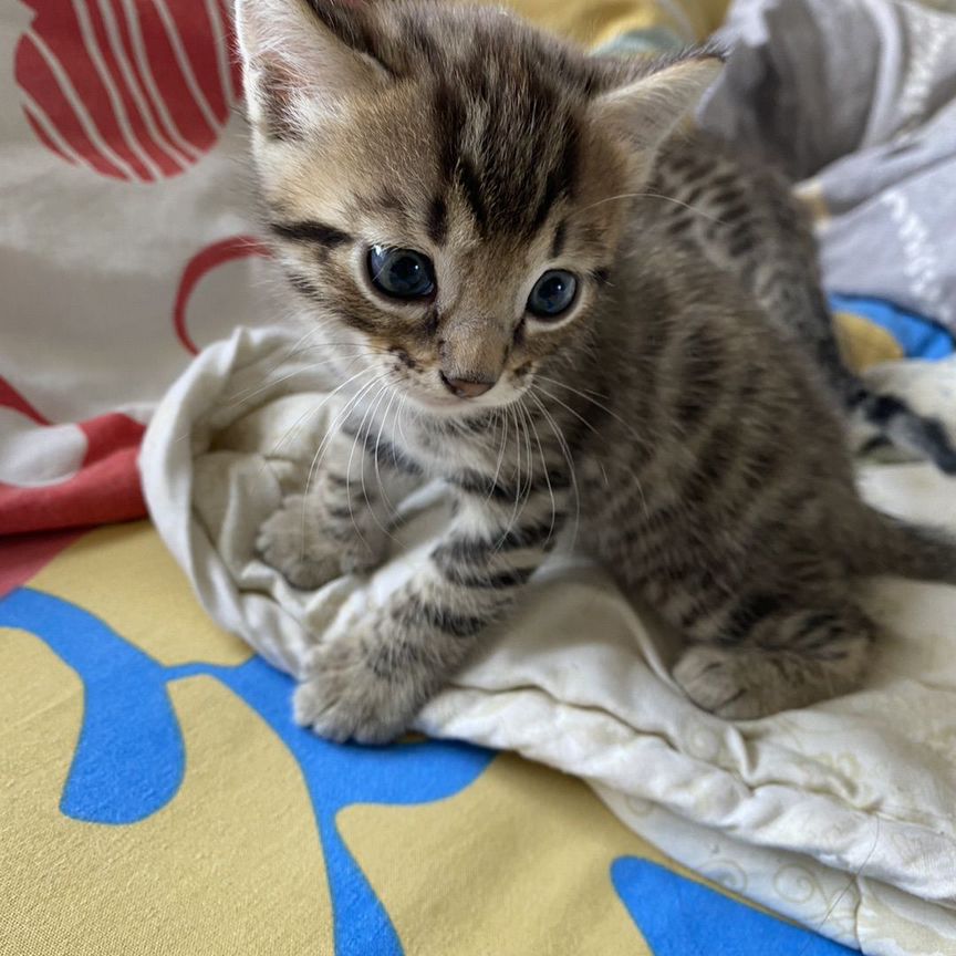 Бенгальские котята в добрые руки
