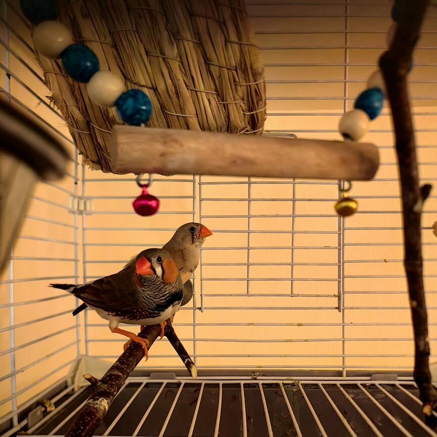 Зебровый амадин пара