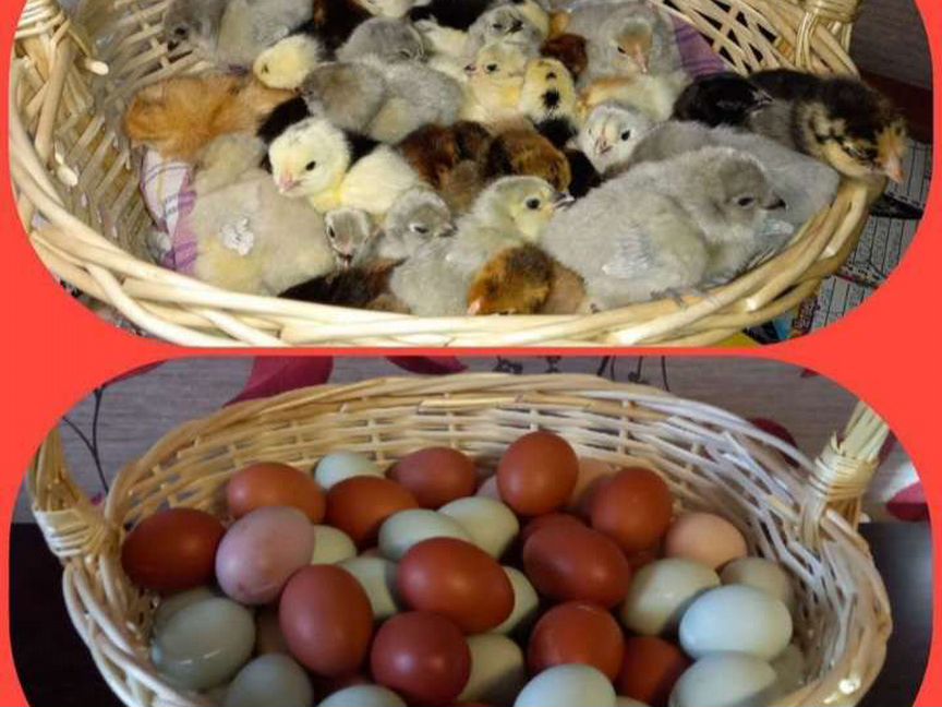 Цыплята, инкубационное яйцо