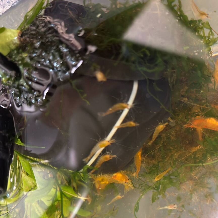 Оранжевые креветки, гуппи микс, мох, компрессоры