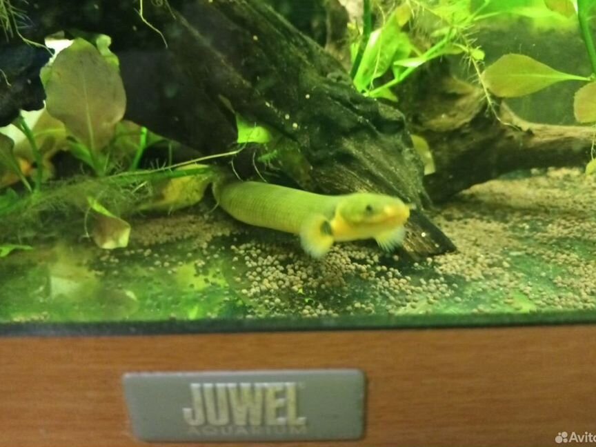 Рыба Каламоихт