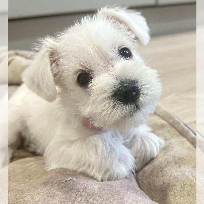 Цвергшнауцер, щенок