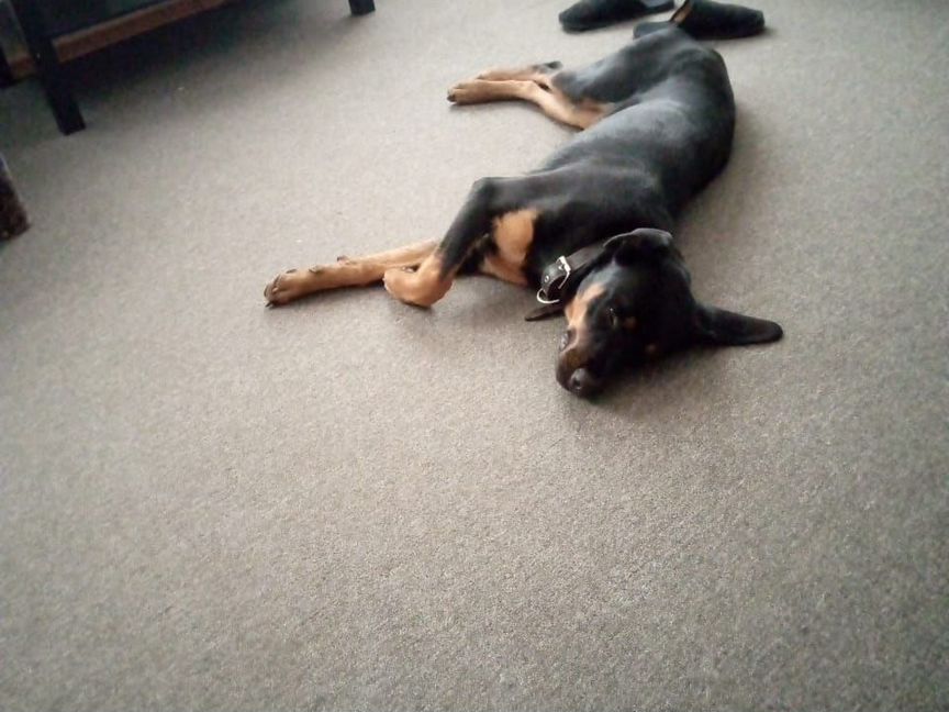 Отдам ротвейлера