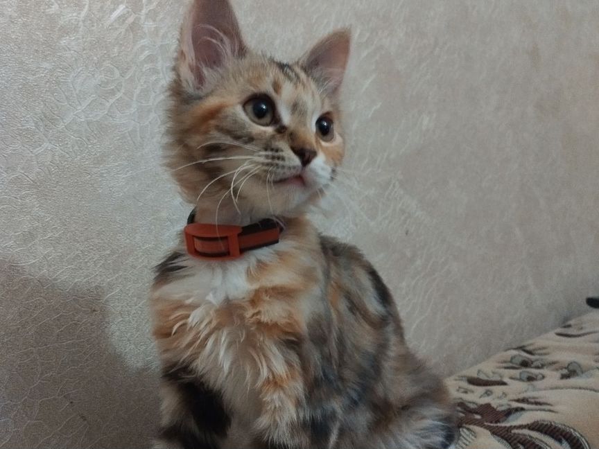Кошка