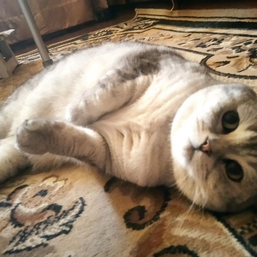 Котик в добрые руки