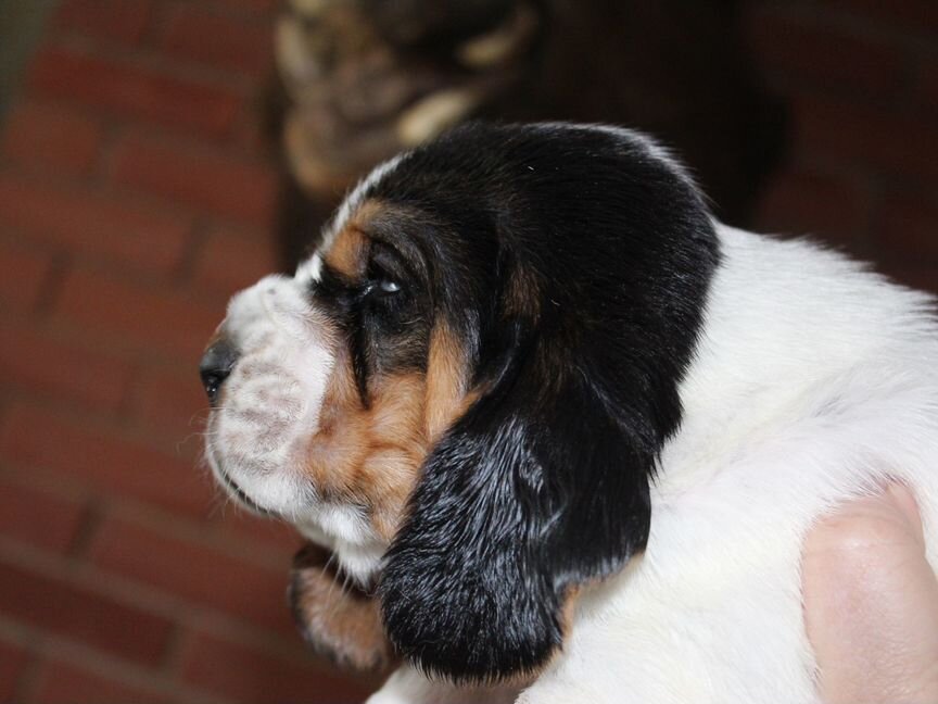 Щенки бассет хаунд