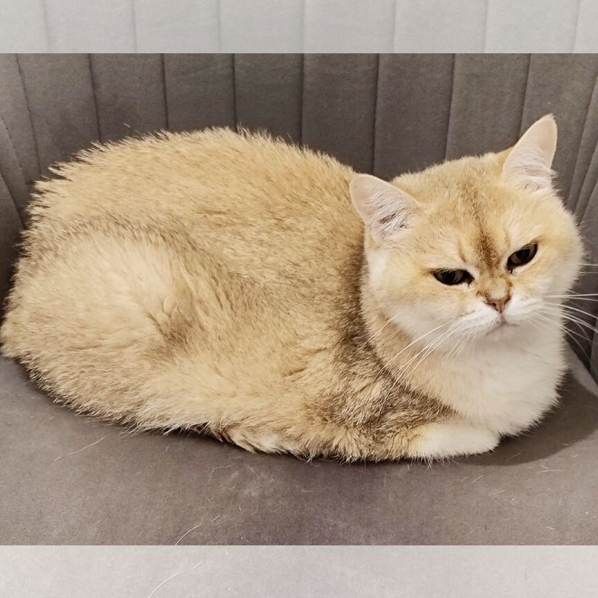 Золотая шиншилла, кошка