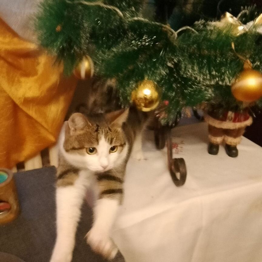 Арчибальд в добрые руки